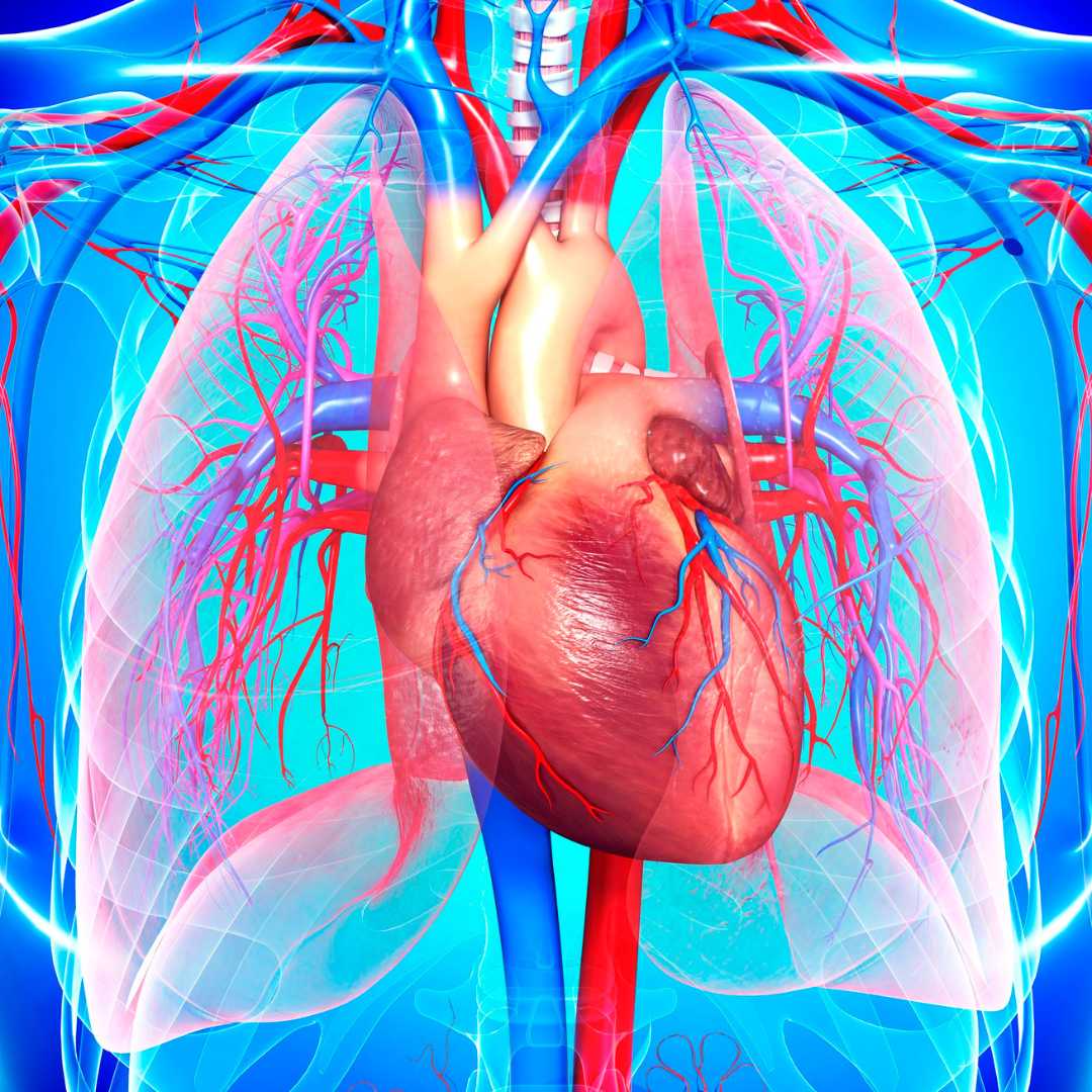 Monitoring Cardiovascular Health: Blood Tests to Protect Your Heart ...